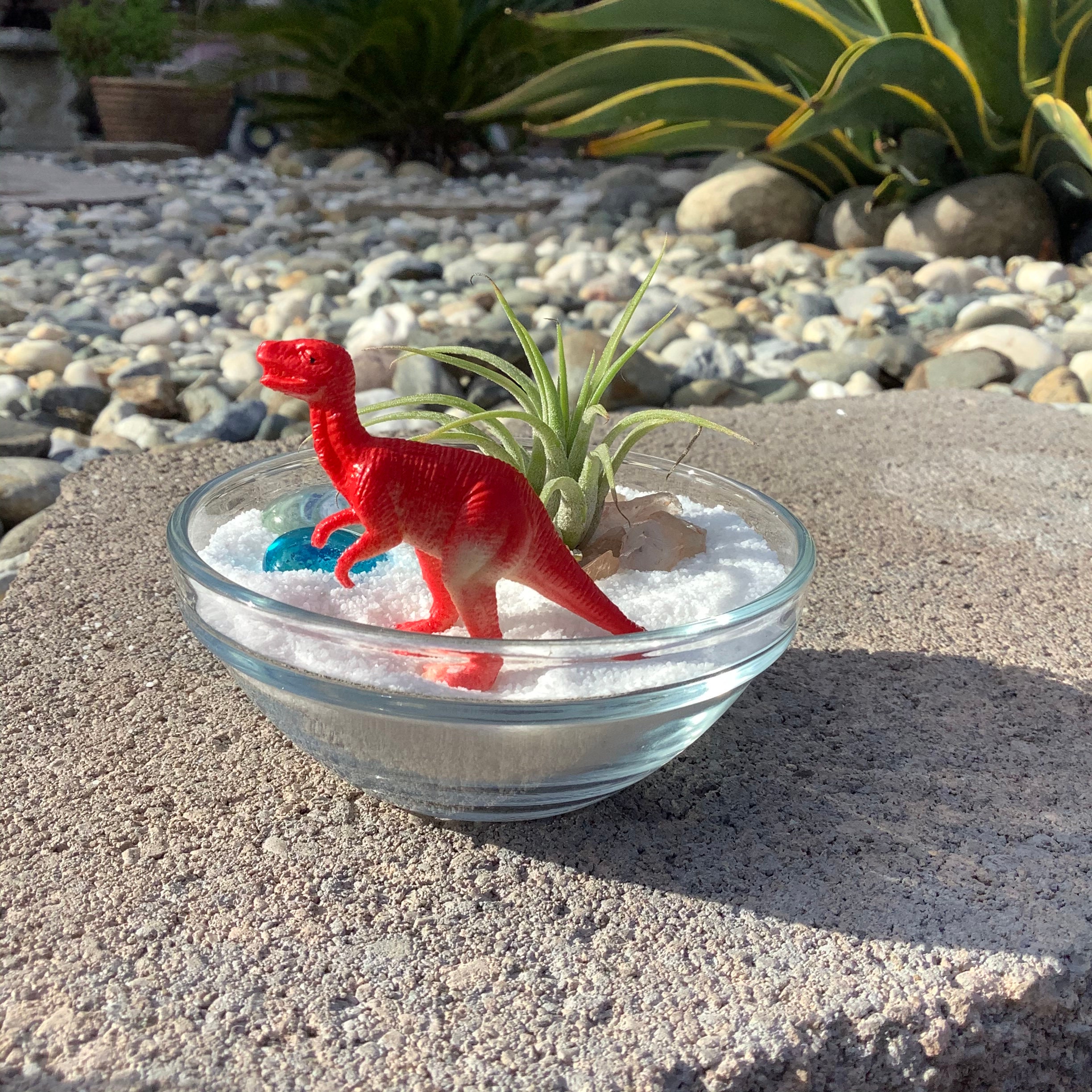 Dinosaur Terrarium DIY Terrarium Kit Air Plant Terrarium - Etsy