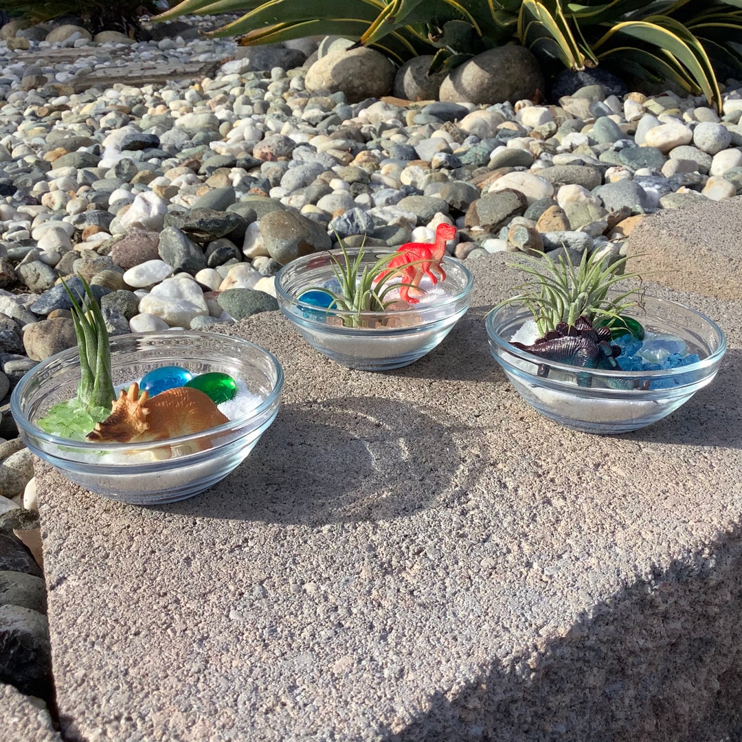 Dinosaur Terrarium, DIY Terrarium Kit, Air Plant Terrarium - Etsy