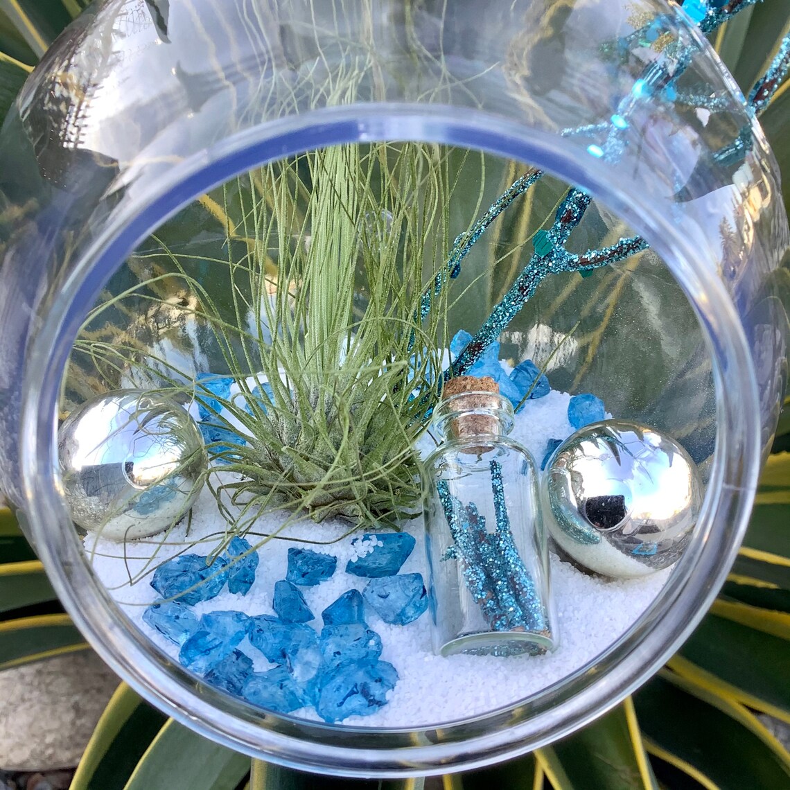 Ocean Terrarium DIY Terrarium Kit Air Plant Terrarium | Etsy