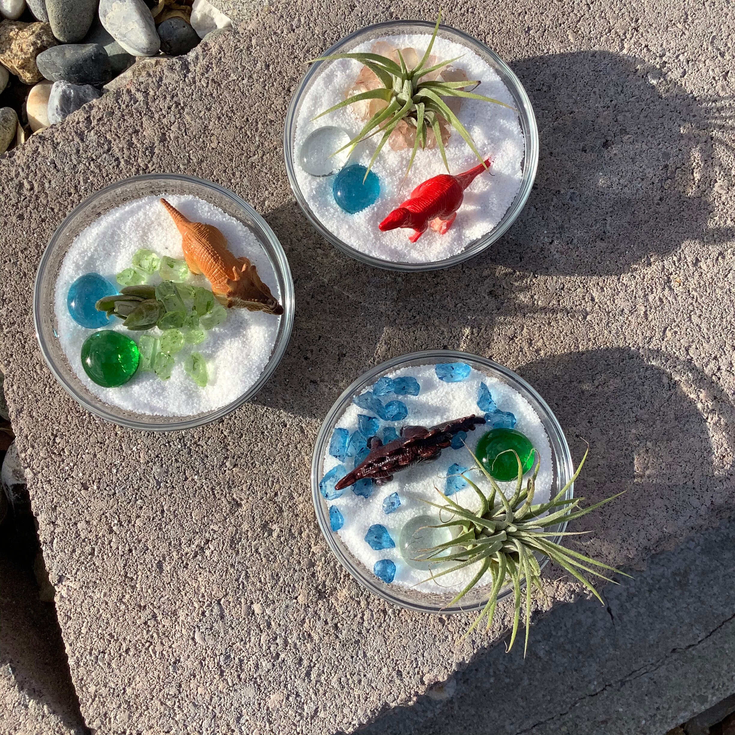 Dinosaur Terrarium DIY Terrarium Kit Air Plant Terrarium - Etsy