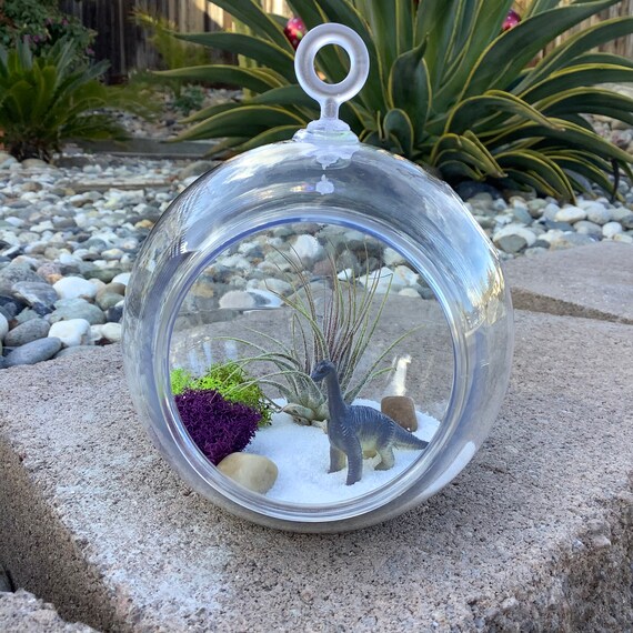 Dinosaur Terrarium DIY Terrarium Kit Air Plant Terrarium | Etsy