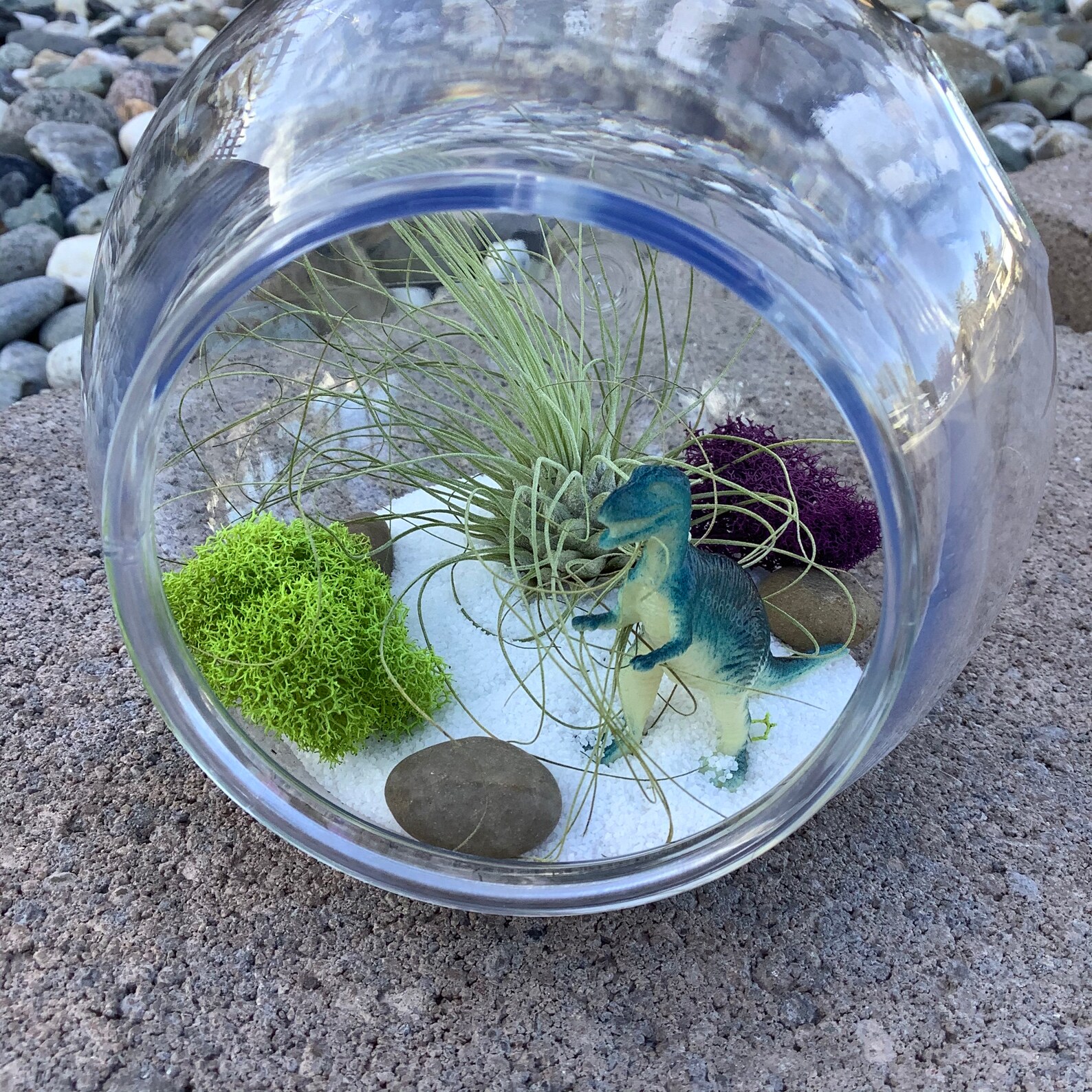 Dinosaur Terrarium, DIY Terrarium Kit, Air Plant Terrarium - Etsy