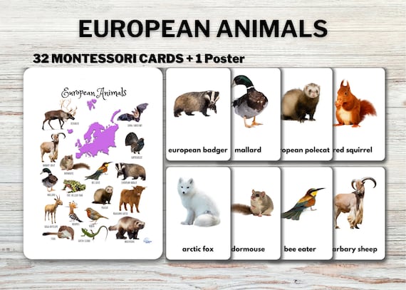 EUROPEAN ANIMALS Flashcards real Pictures Editable - Etsy India