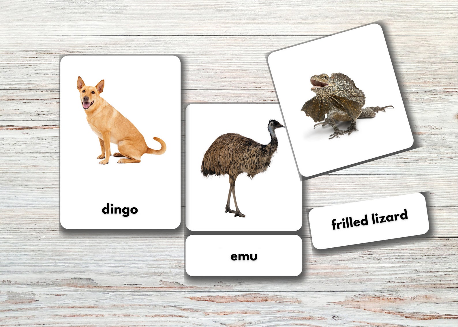 AUSTRALIAN ANIMALS Flashcards real Pictures Editable - Etsy