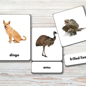 AUSTRALIAN ANIMALS Flashcards real Pictures Editable - Etsy