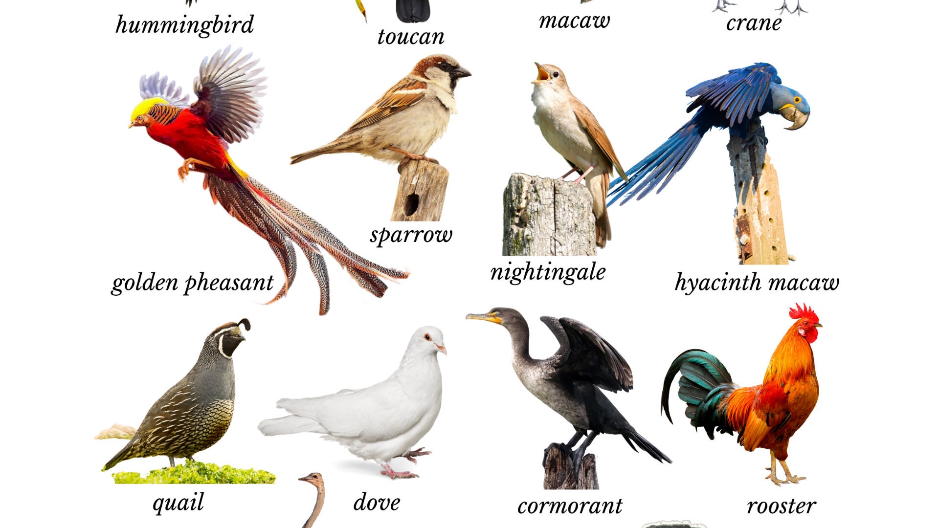 Birds 2-Posters Preschool Poster Kids Nursery Room | Etsy