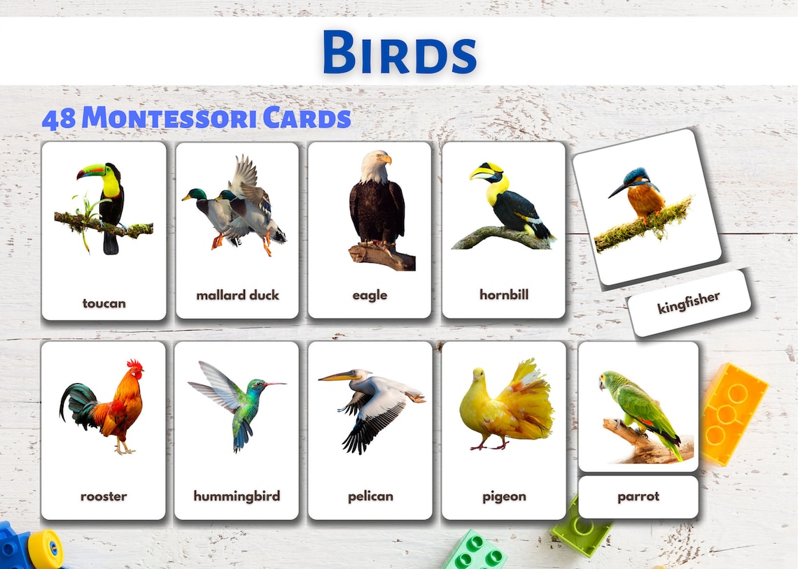 48 Birds Flashcards Real Pictures Editable and Printable | Etsy