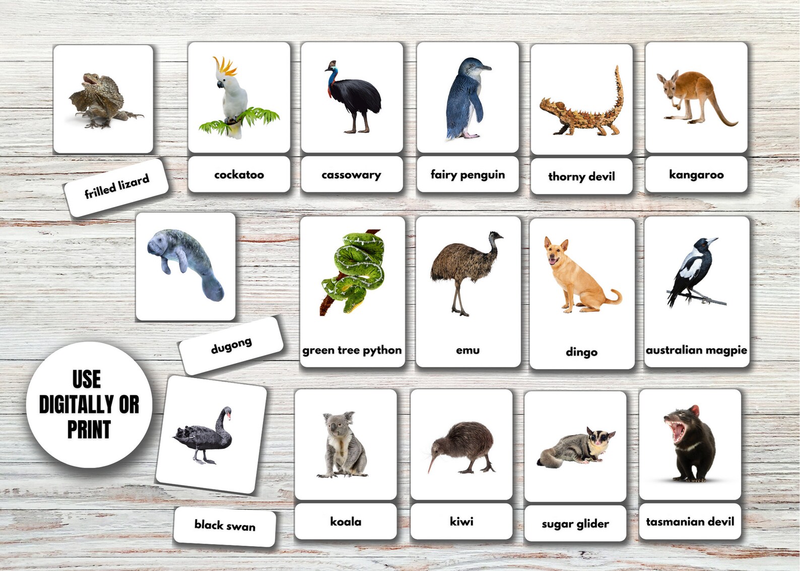 AUSTRALIAN ANIMALS Flashcards real Pictures Editable - Etsy