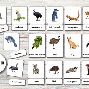 AUSTRALIAN ANIMALS Flashcards real Pictures Editable - Etsy