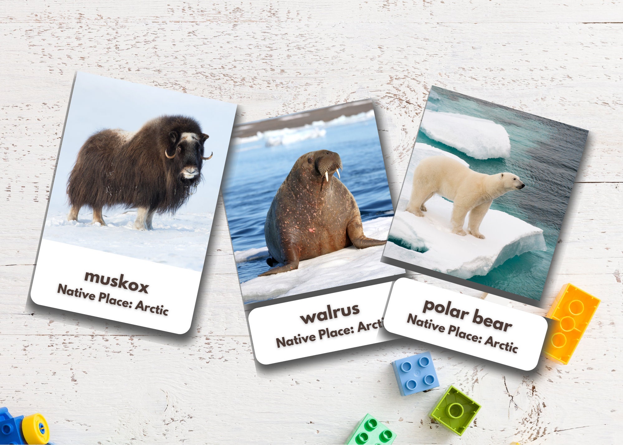 Antarctica and Arctic Animals Flashcards real Pictures - Etsy