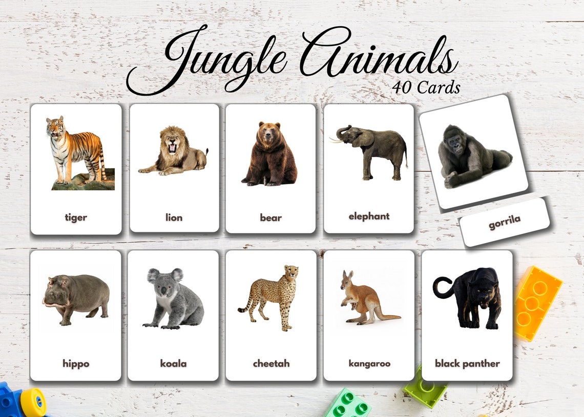 40 Jungle animals Flashcards Real Pictures Printable and | Etsy