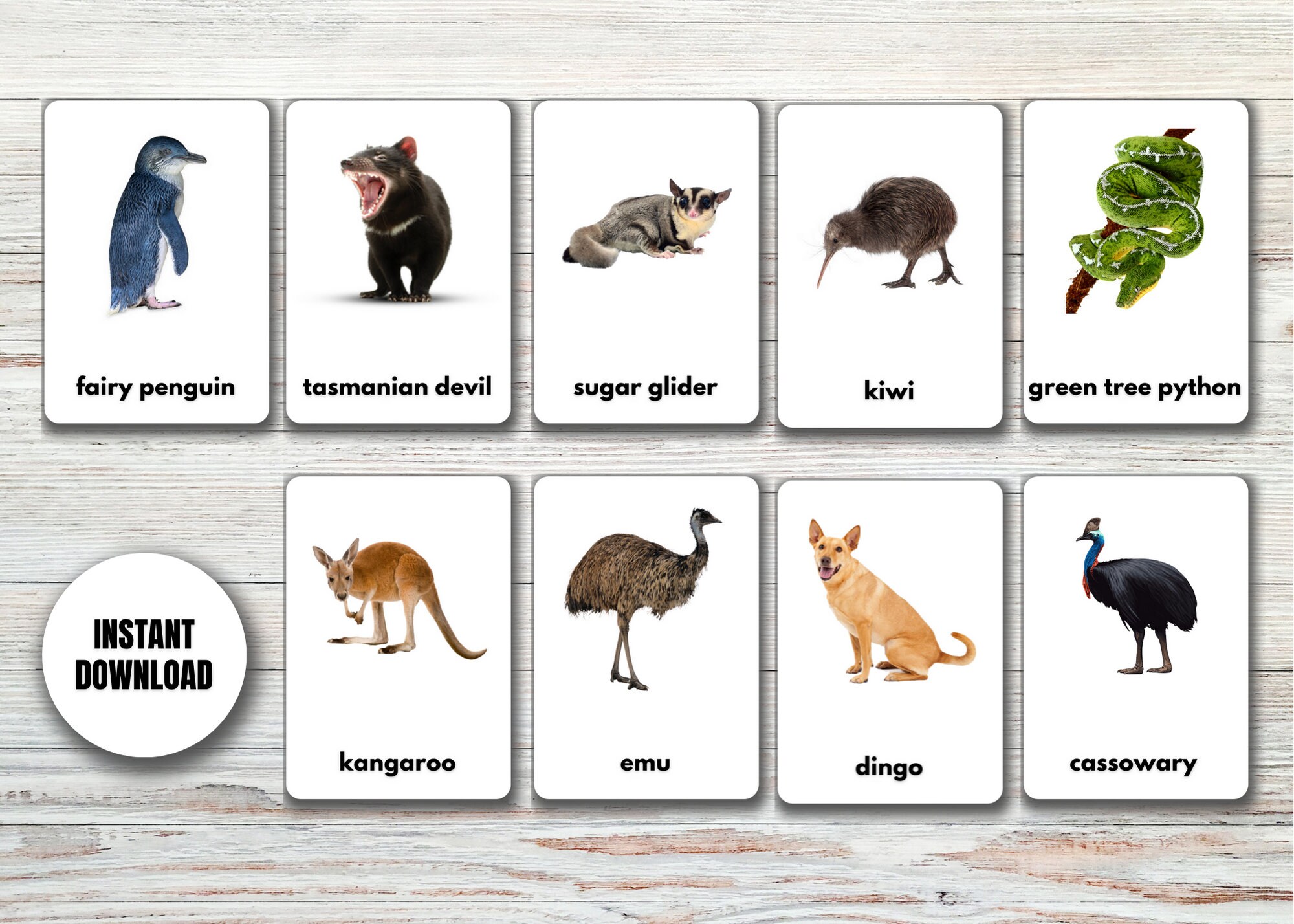 AUSTRALIAN ANIMALS Flashcards real Pictures Editable - Etsy