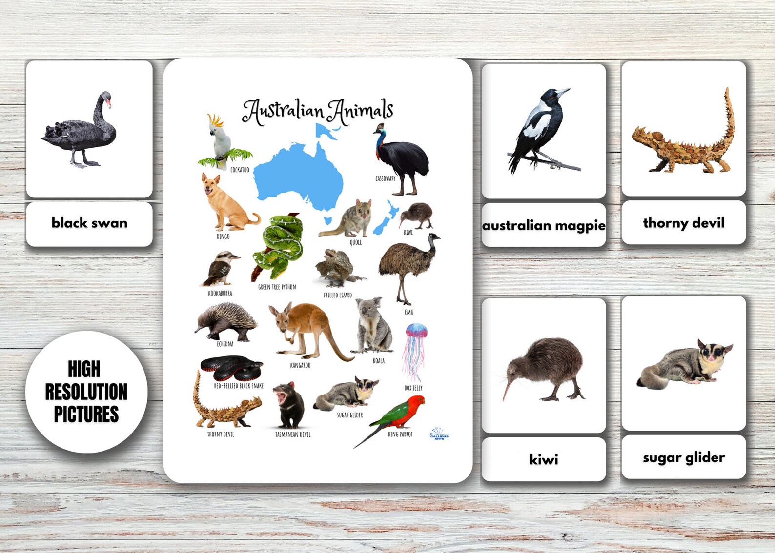 AUSTRALIAN ANIMALS Flashcards real Pictures Editable - Etsy
