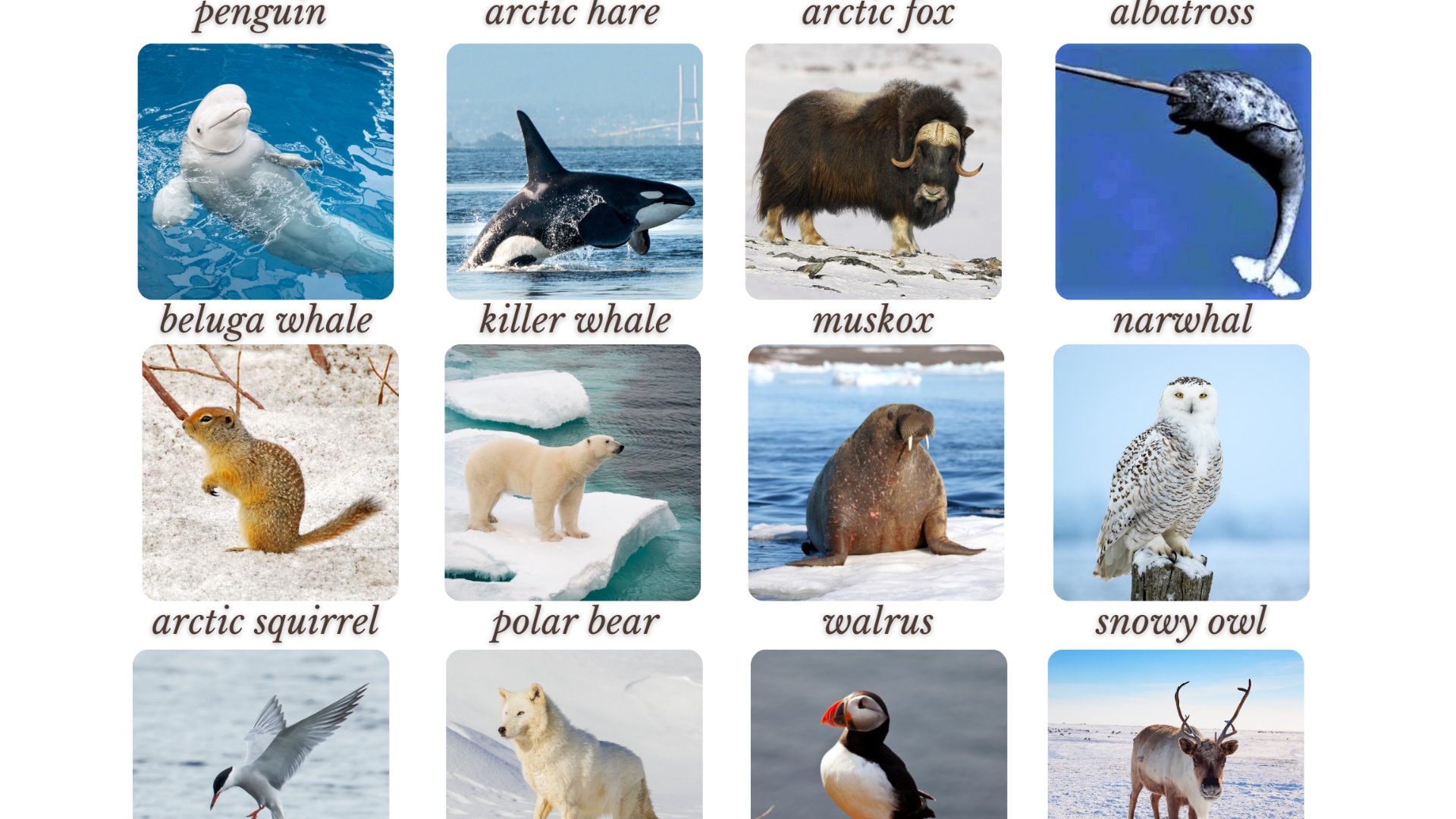 Antártida y animales árticos 2-Posters Cartel Montessori | Etsy