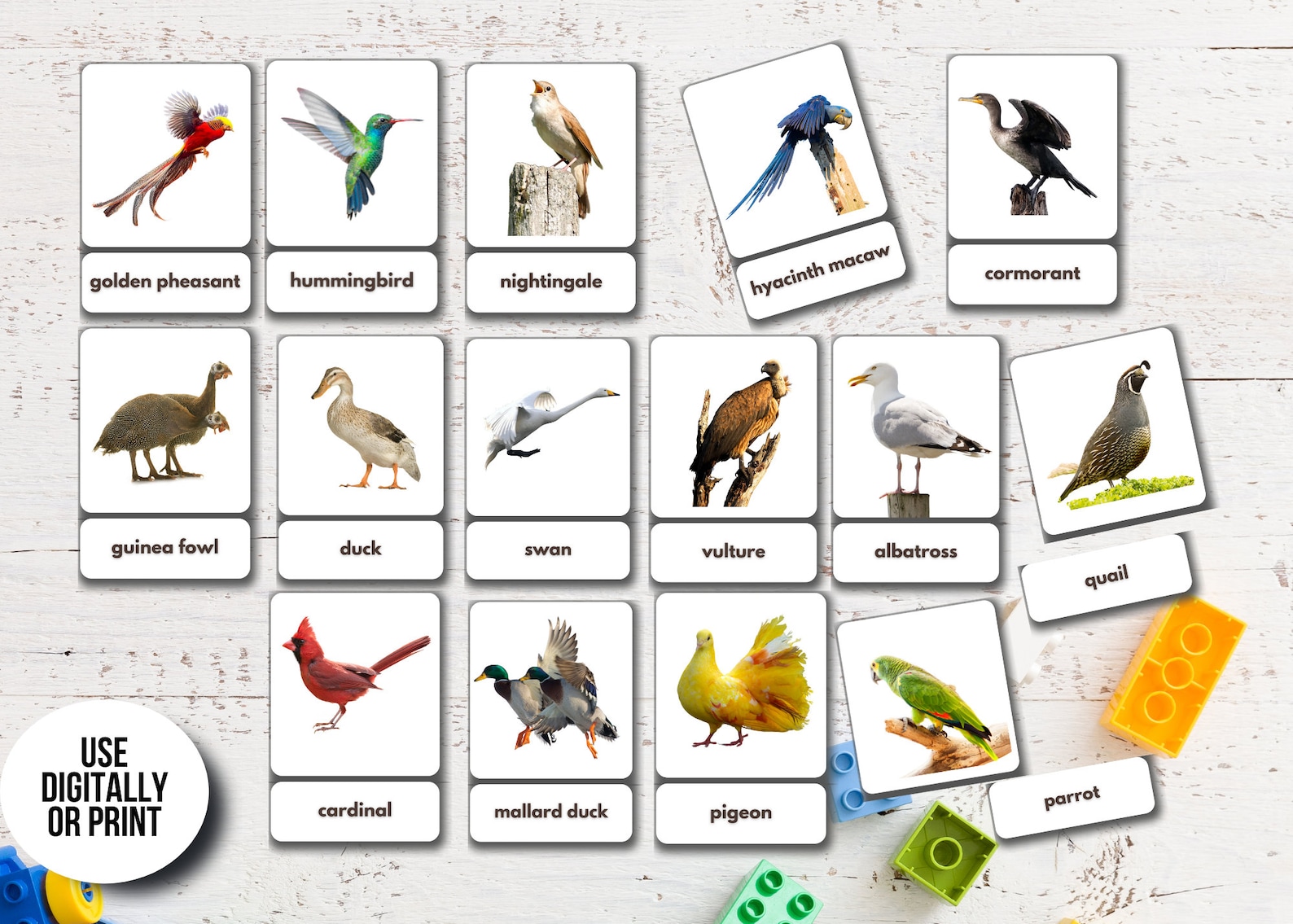 48 Birds Flashcards Real Pictures Editable and Printable | Etsy