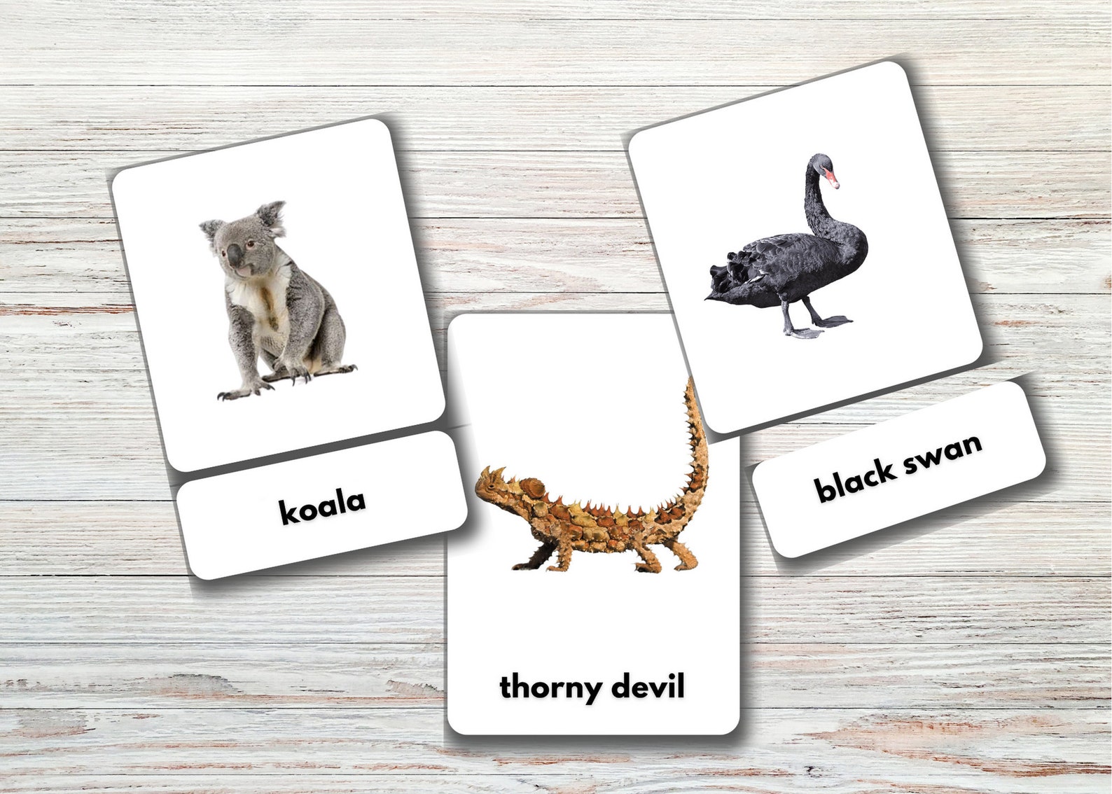 AUSTRALIAN ANIMALS Flashcards real Pictures Editable - Etsy