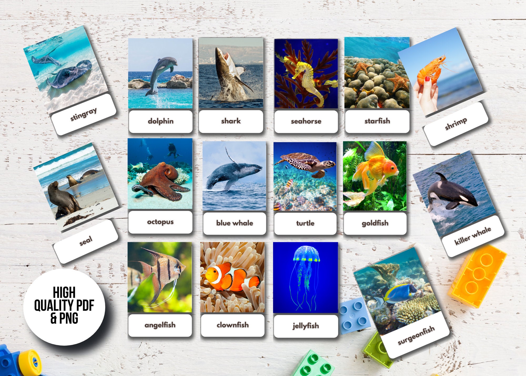 Meerestiere Flashkarte Real Bilder Montessori Karten - Etsy.de