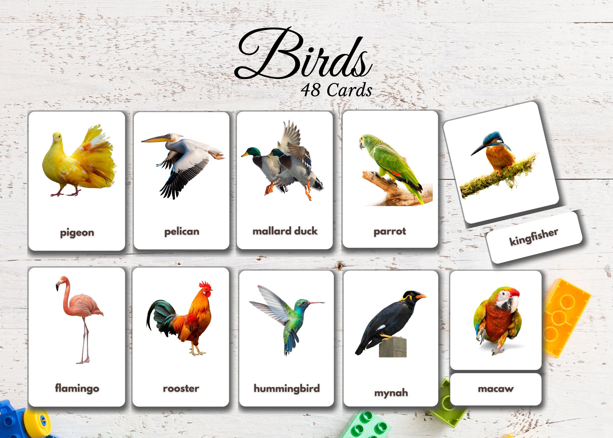 48 Birds Flashcards Real Pictures Editable and Printable | Etsy