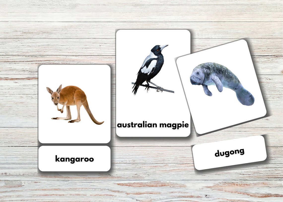 AUSTRALIAN ANIMALS Flashcards real Pictures Editable - Etsy