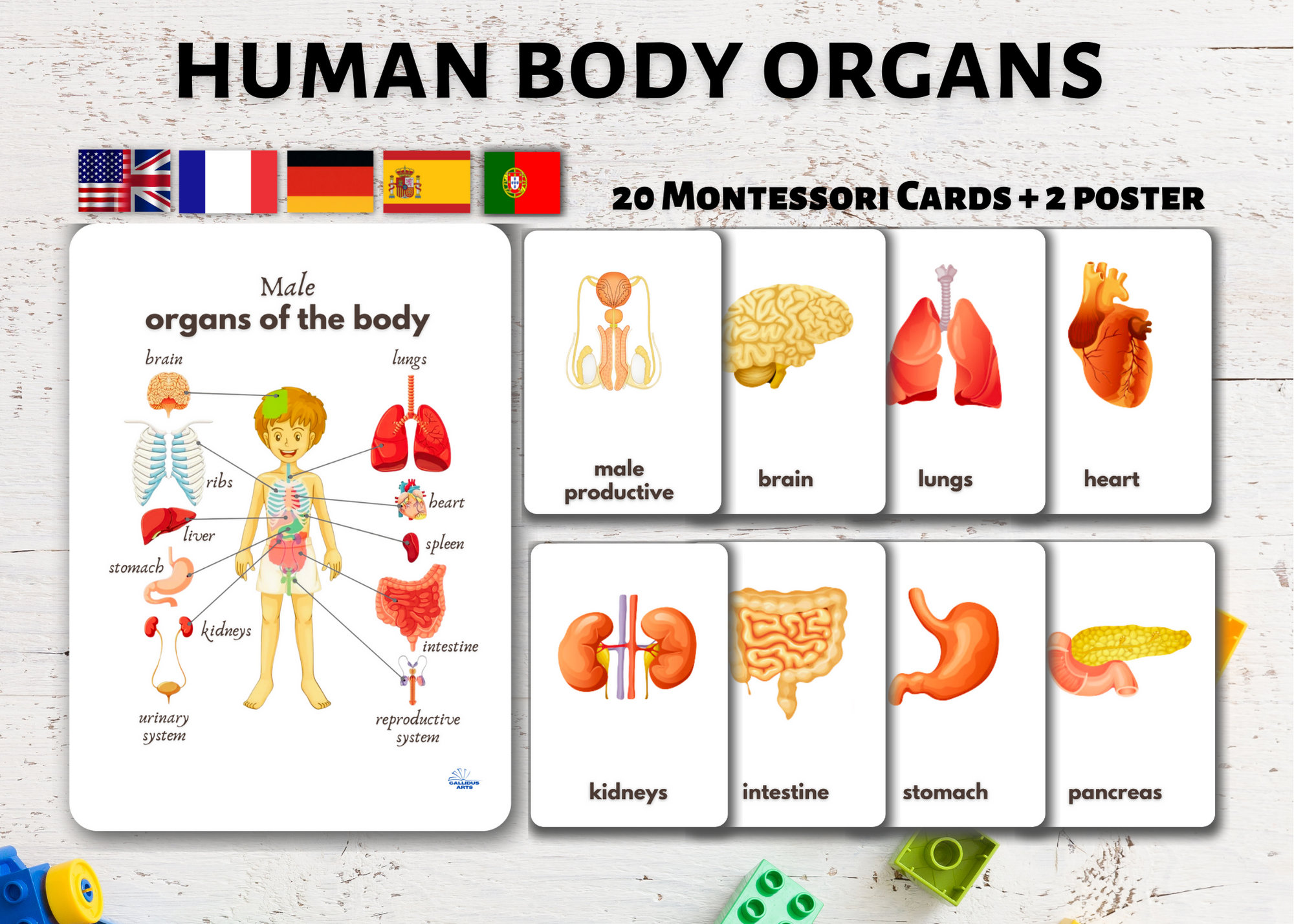 Organ Anatomy Flashcards at Edward Criss blog