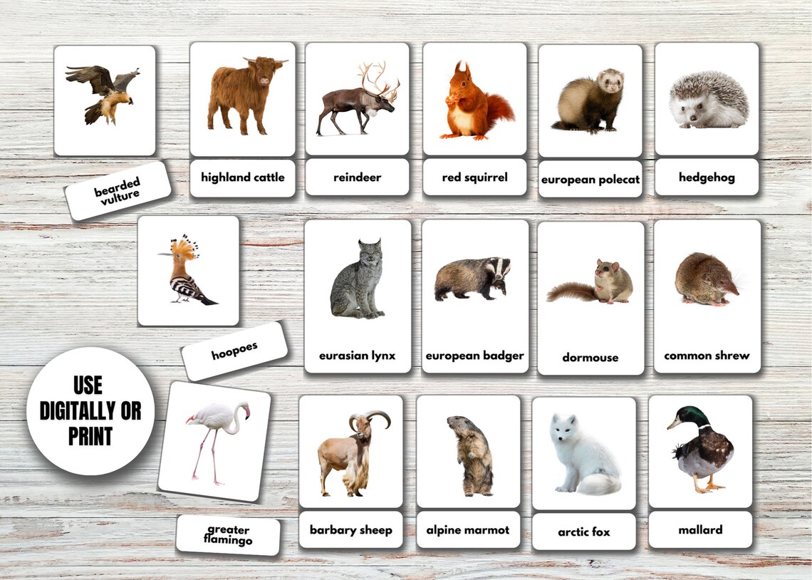 EUROPEAN ANIMALS Flashcards real Pictures Editable - Etsy India