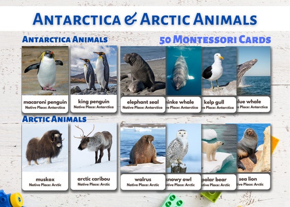 Antarctica and Arctic Animals Flashcards real Pictures | Etsy
