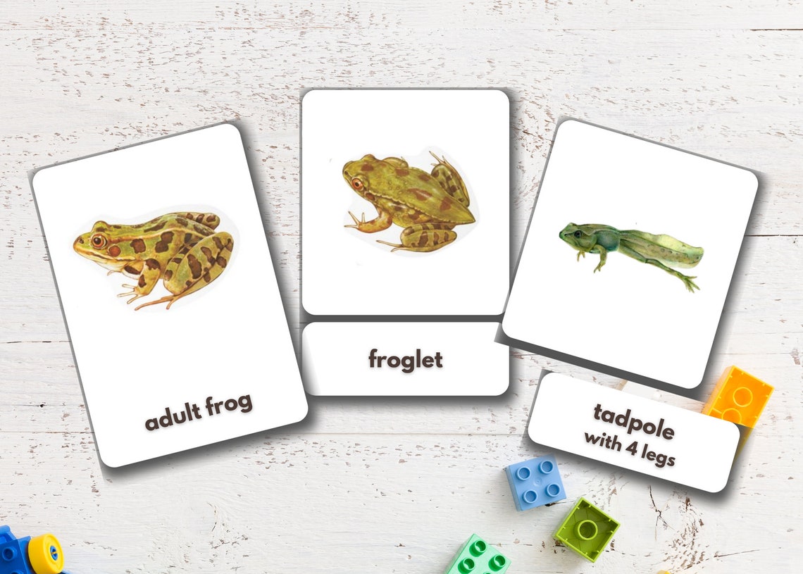 Life Cycle of a Frog Flashcards 7 Printable Montessori Cards - Etsy