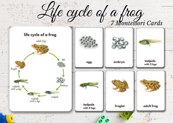Frog Life Cycle Printable Cards