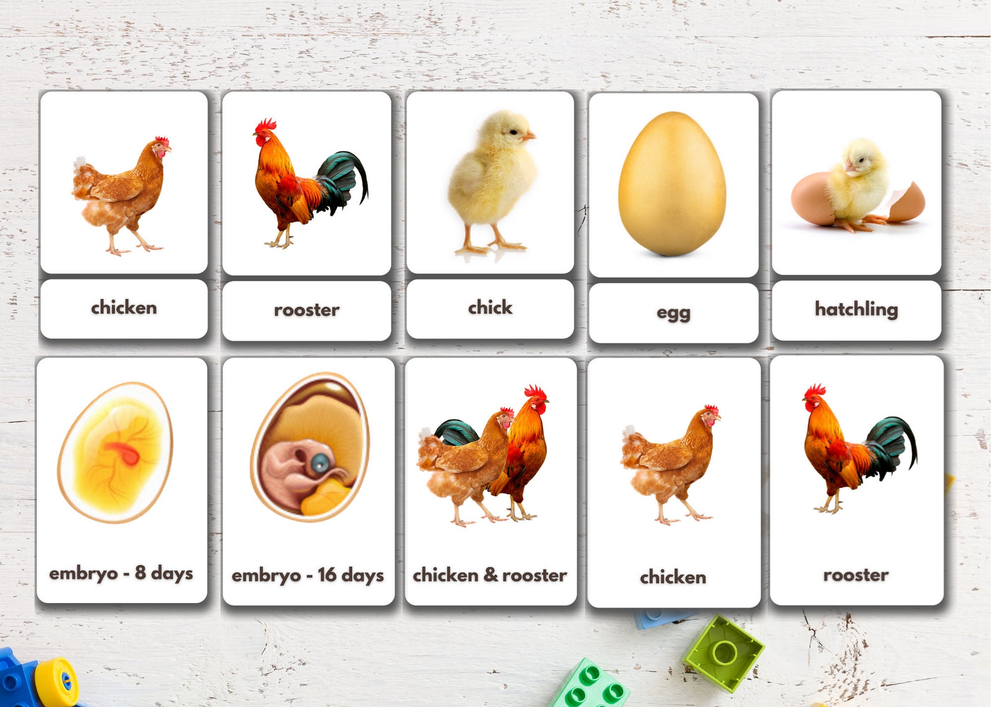 CHICKEN LIFE CYCLE Flashcards Printable Montessori - Etsy
