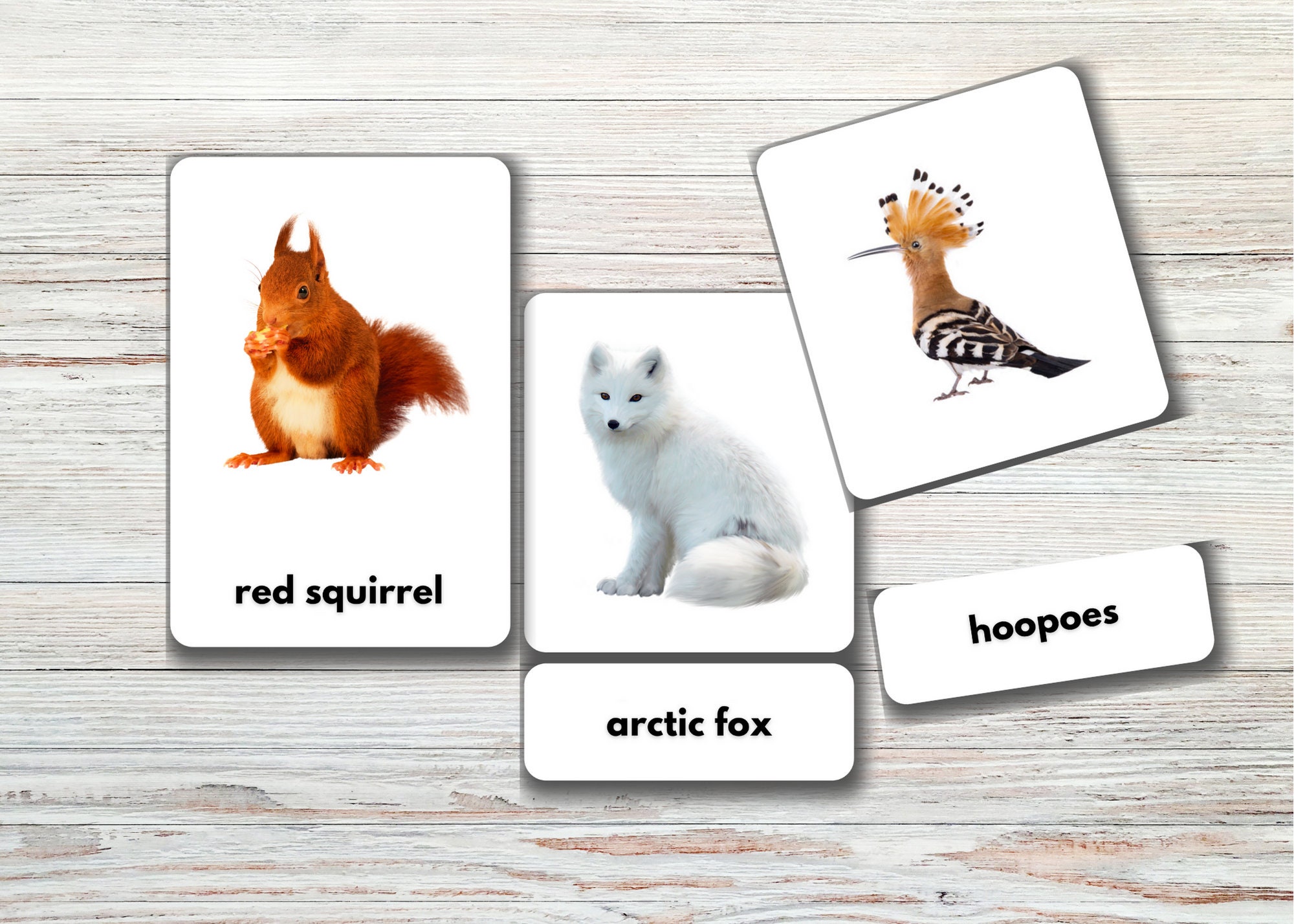 EUROPEAN ANIMALS Flashcards real Pictures Editable - Etsy India