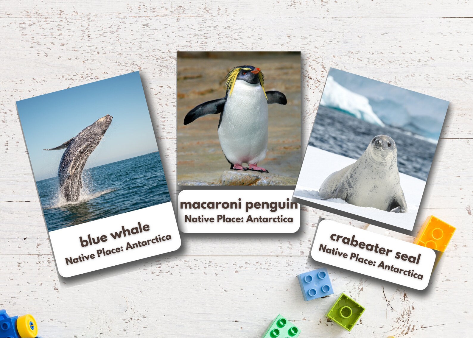 Antarctica and Arctic Animals Flashcards real Pictures - Etsy