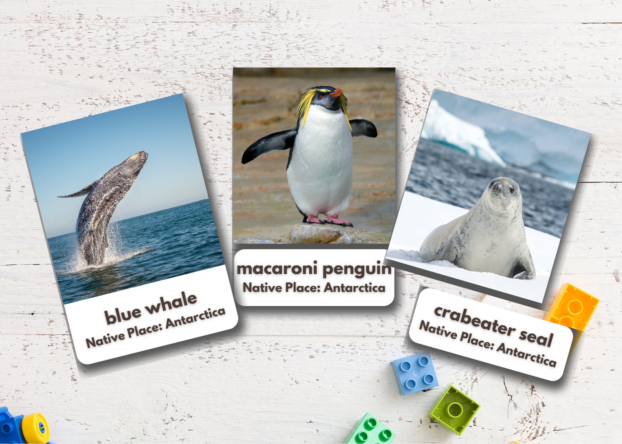 Antarctica and Arctic Animals Flashcards real Pictures - Etsy