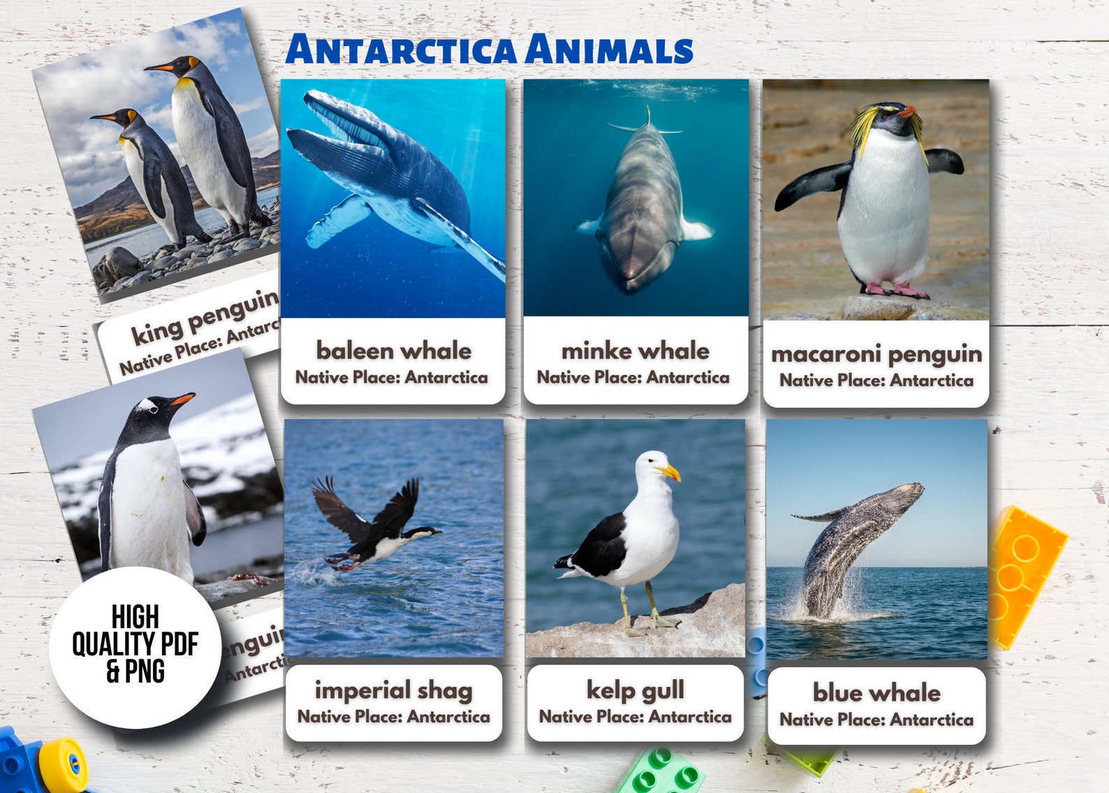 Antarctica and Arctic Animals Flashcards real Pictures - Etsy