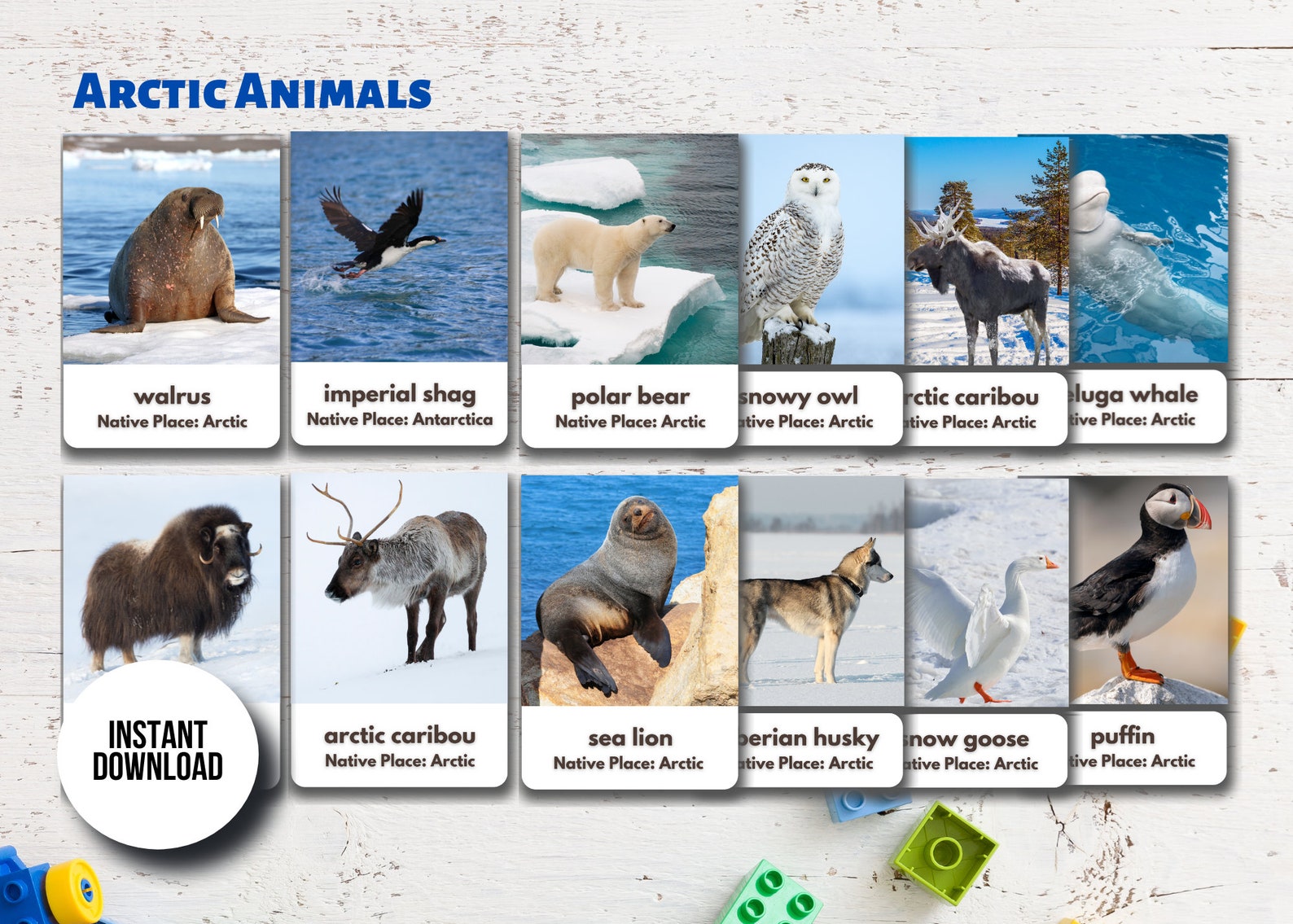 Antarctica and Arctic Animals Flashcards real Pictures - Etsy
