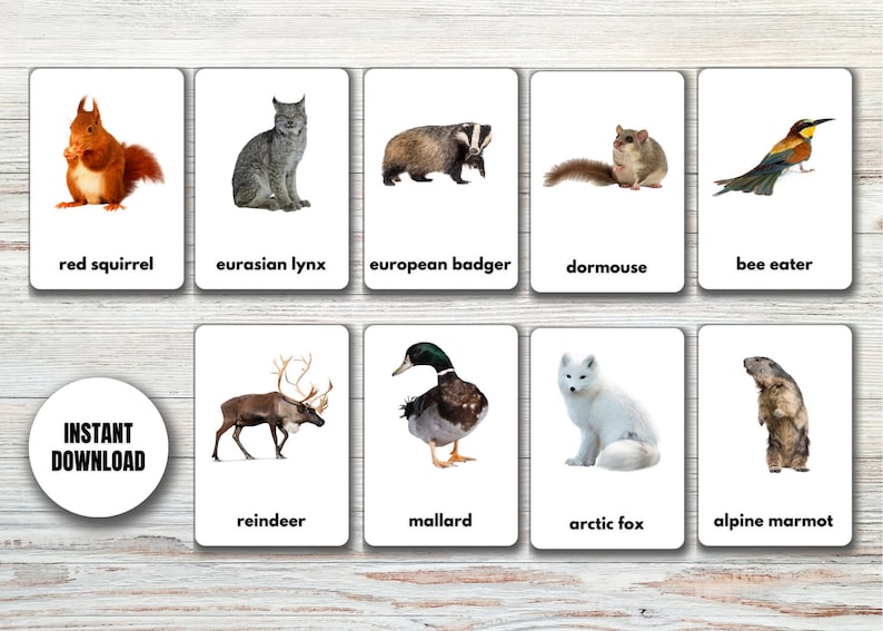 Buy EUROPEAN ANIMALS Flashcards real Pictures Editable Online in India ...