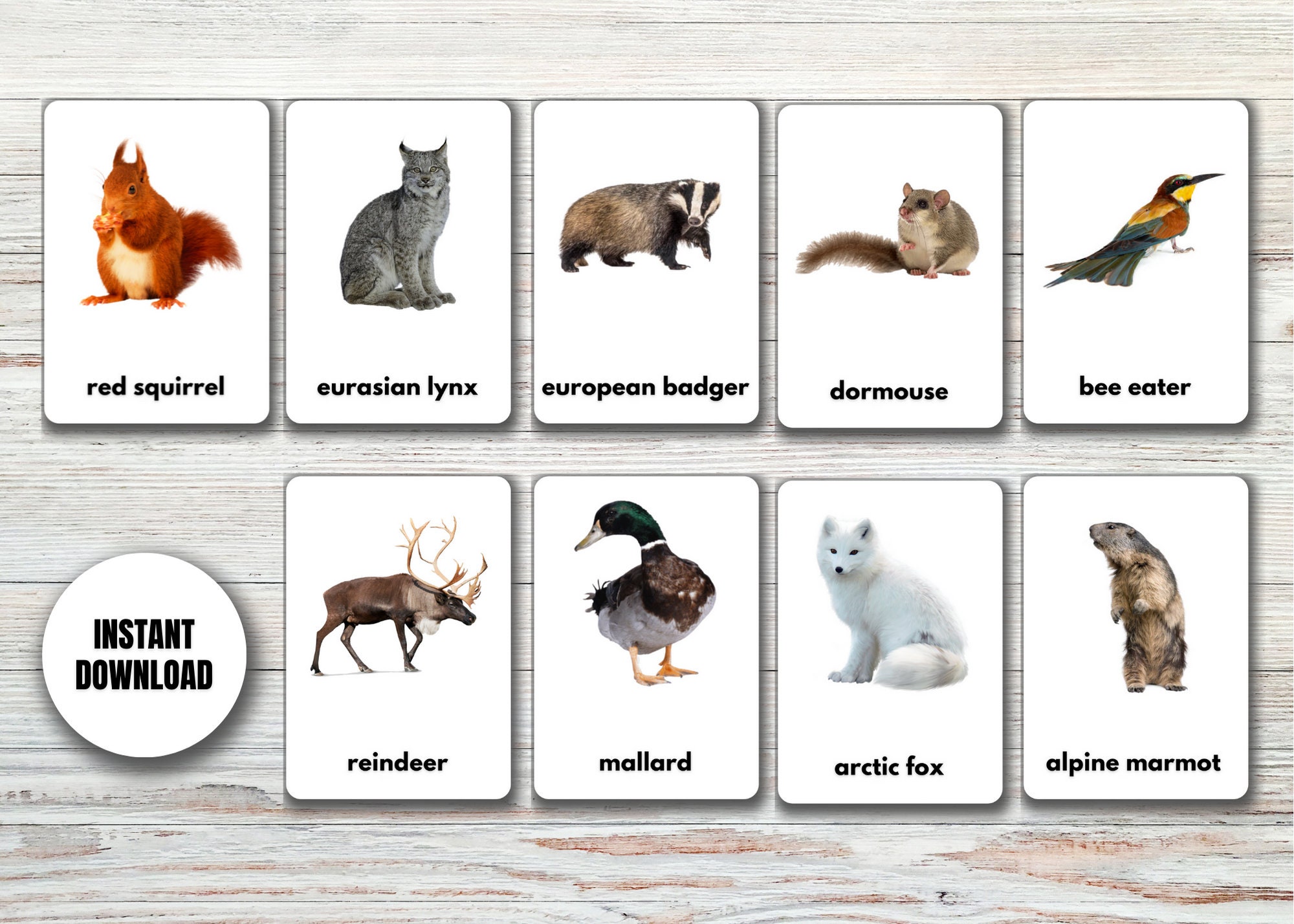 EUROPEAN ANIMALS Flashcards real Pictures Editable - Etsy India
