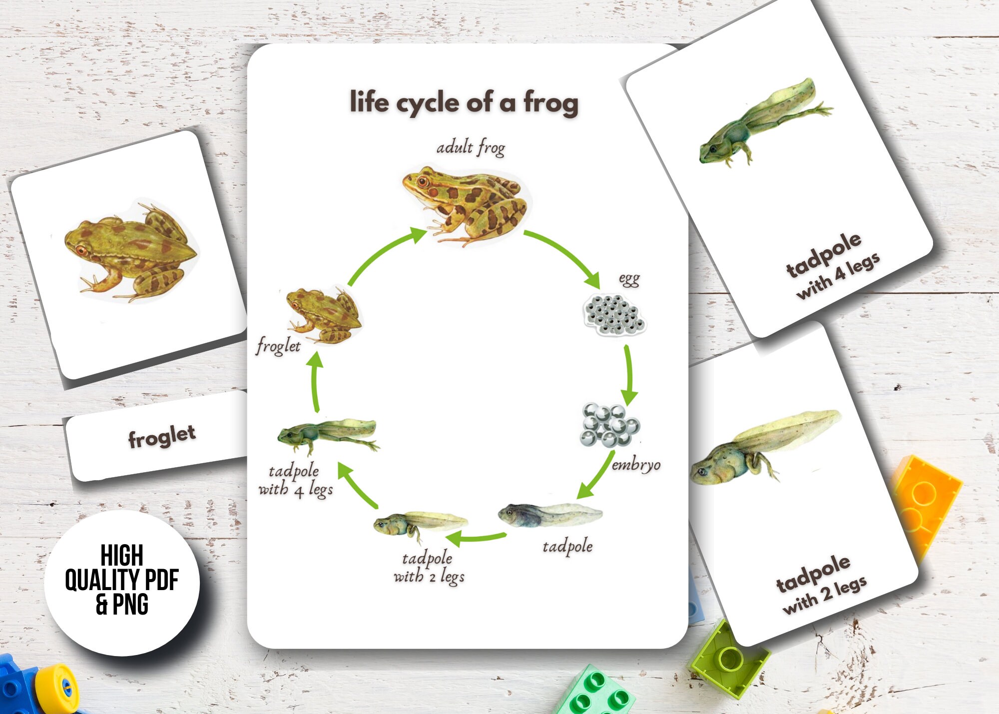 Life Cycle of a Frog Flashcards 7 Printable Montessori Cards - Etsy España