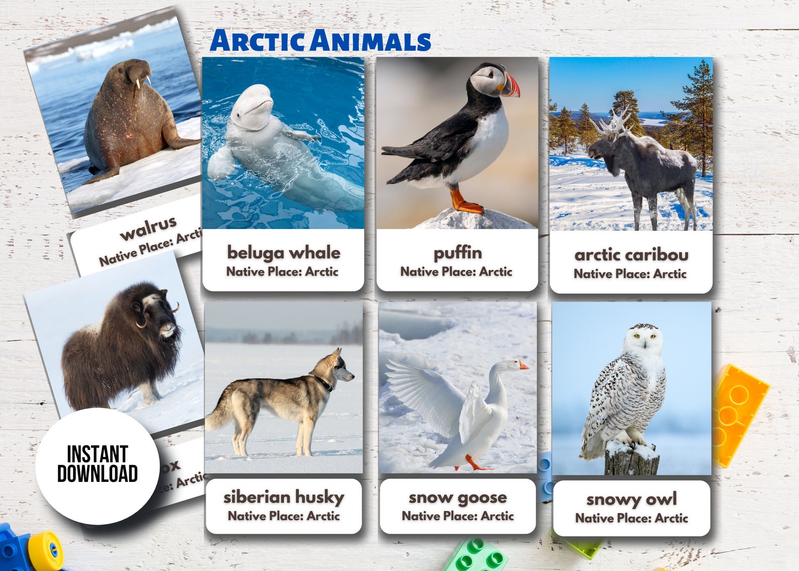 Antarctica and Arctic Animals Flashcards real Pictures - Etsy