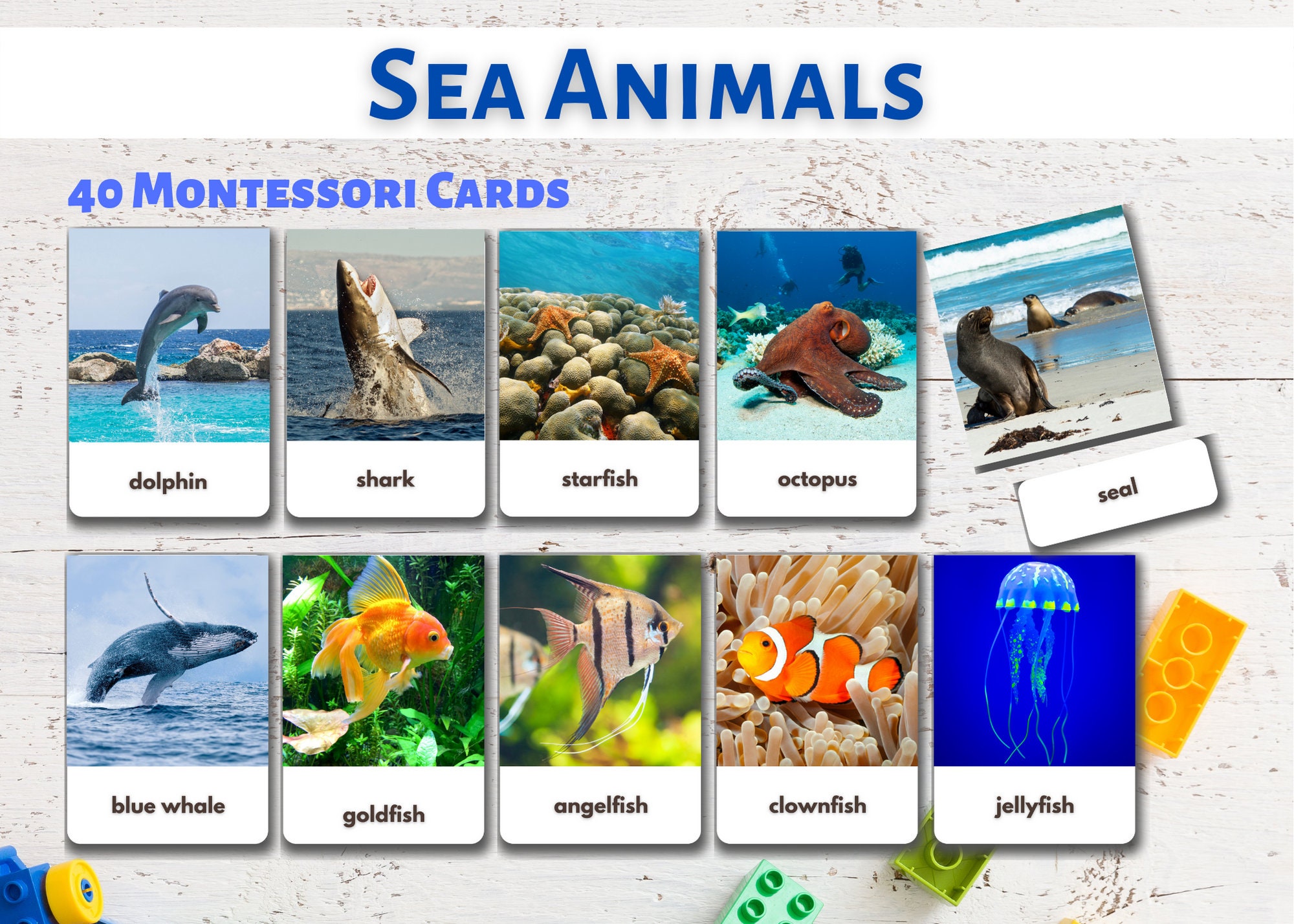 Real Sea Animals Pictures