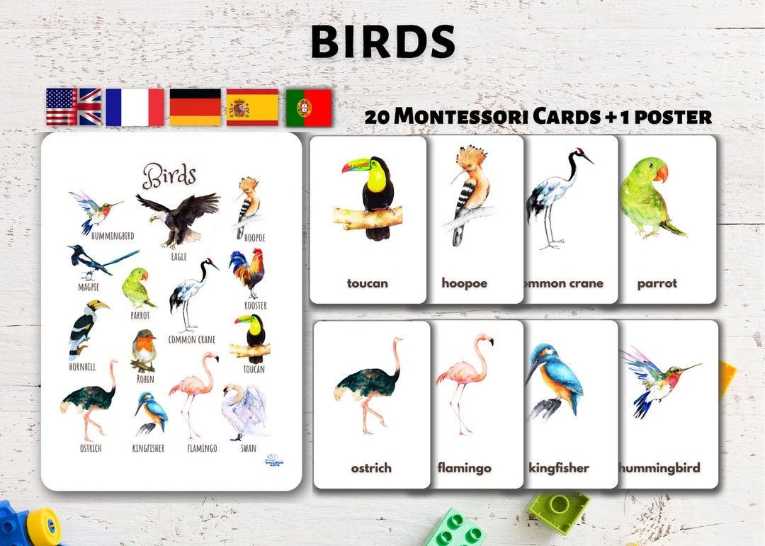 BIRDS FLASHCARDS Watercolor Images Printable Montessori - Etsy