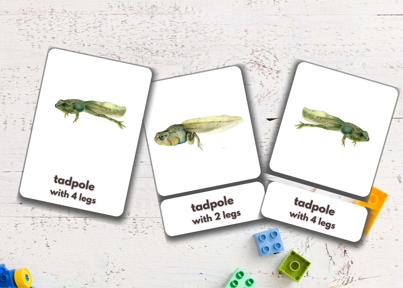 Life Cycle of a Frog Flashcards 7 Printable Montessori Cards - Etsy