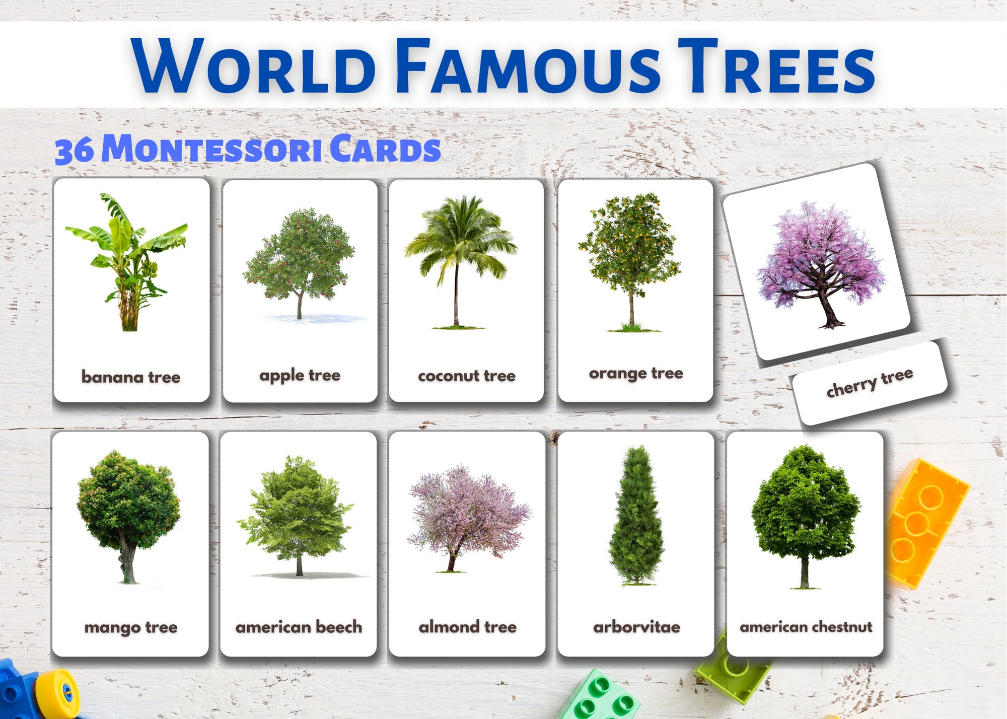 Different Types Of Trees For Kids