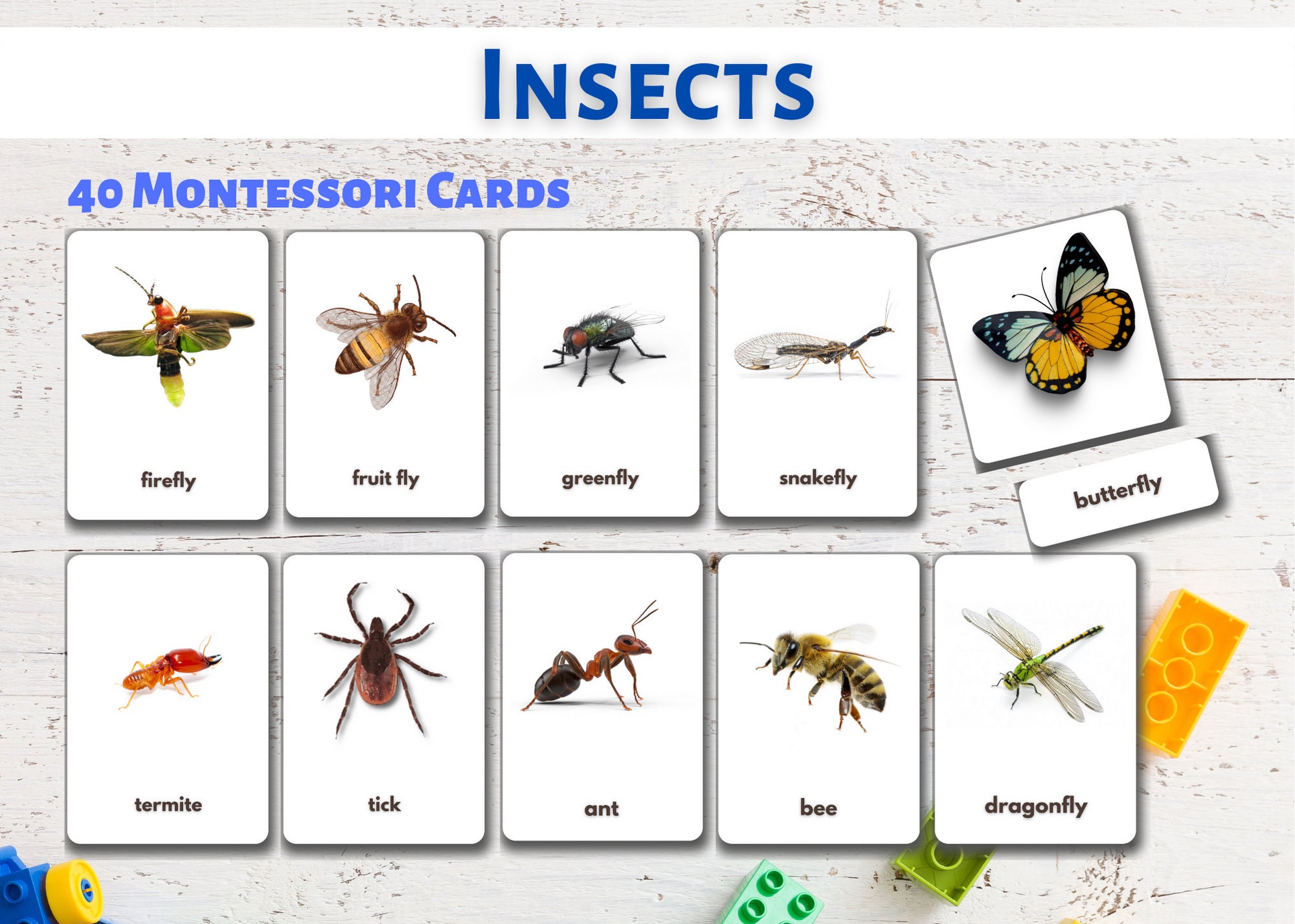 40 Insects Flashcards Real Pictures Printable Montessori | Etsy