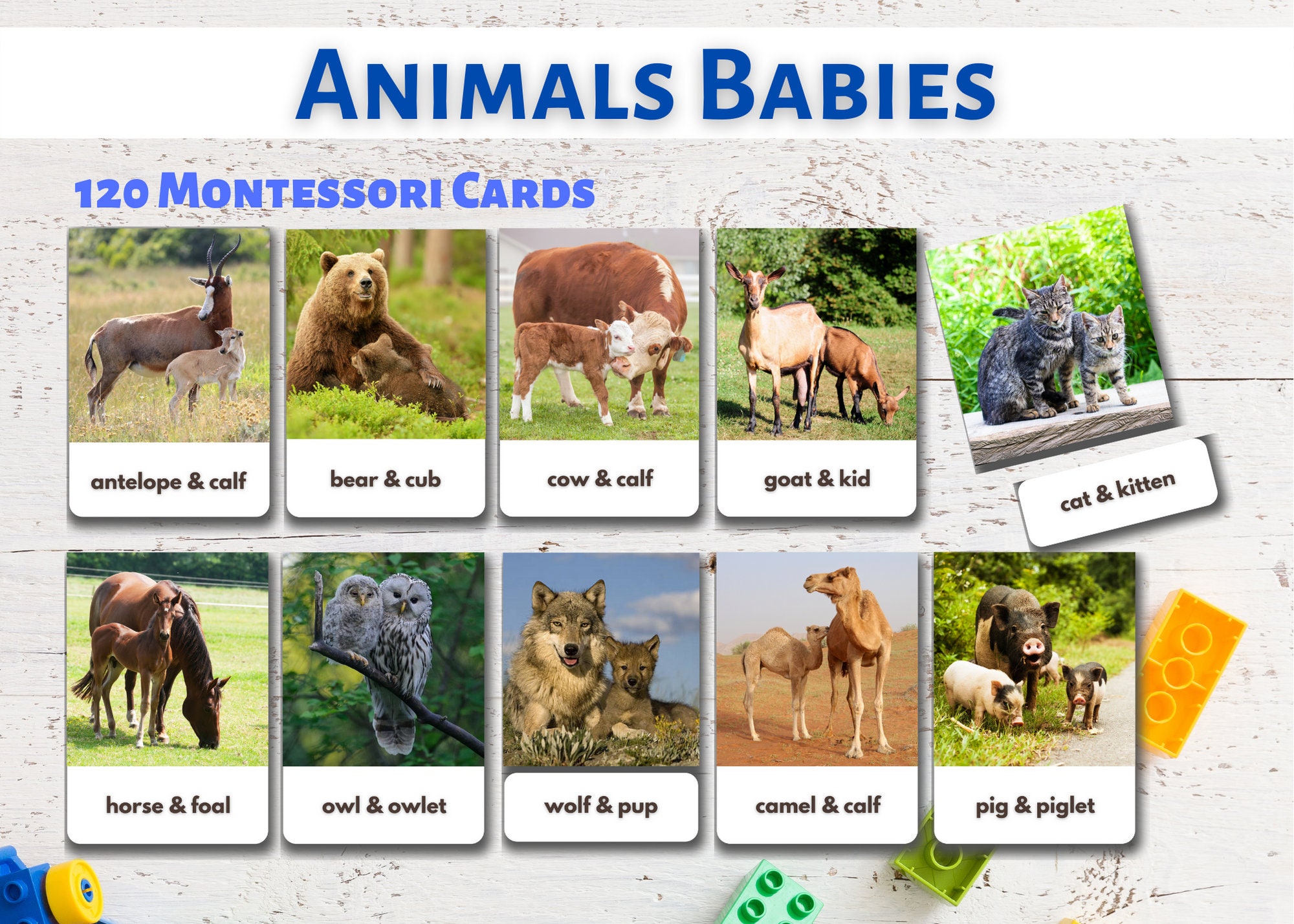 Animal Flash Cards For Babies at Jenny Abate blog