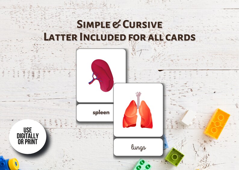 ÓRGANOS DEL CUERPO HUMANO Tarjetas Didácticas Tarjetas de - Etsy México