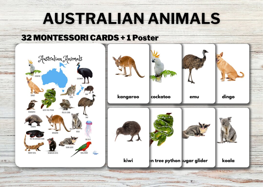AUSTRALIAN ANIMALS Flashcards real Pictures Editable - Etsy