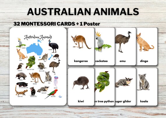 AUSTRALIAN ANIMALS Flashcards real Pictures Editable - Etsy