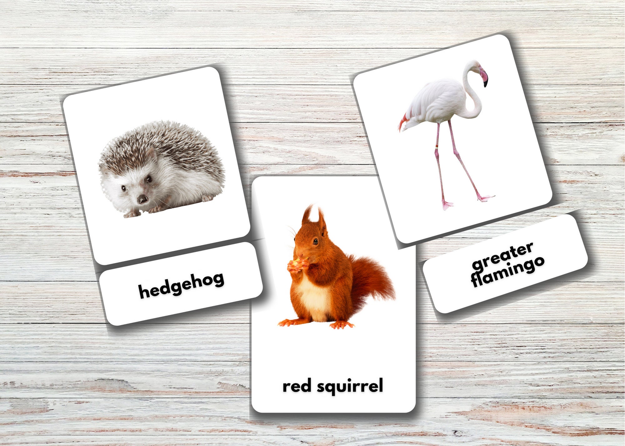 EUROPEAN ANIMALS Flashcards real Pictures Editable - Etsy India