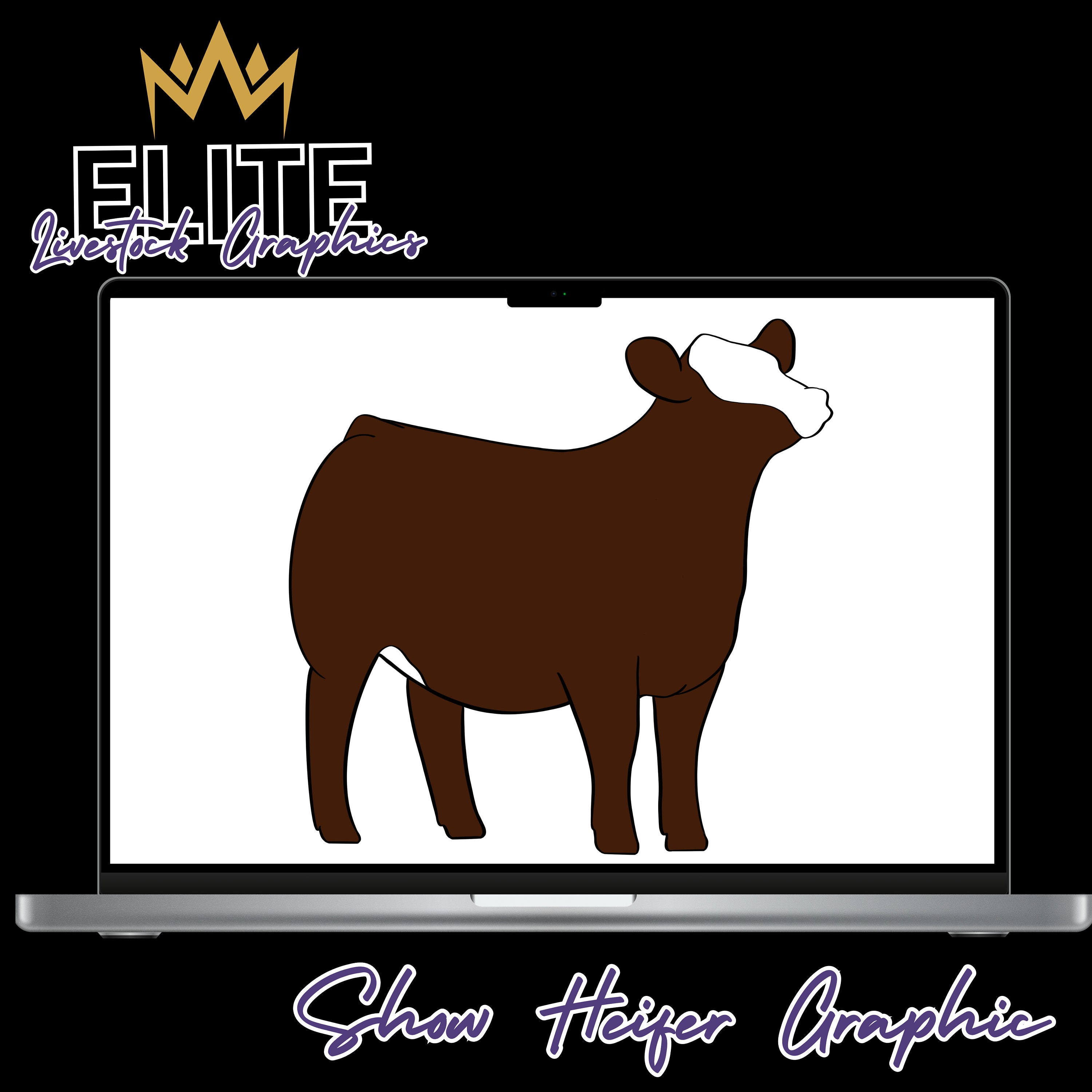 Red Simmental Show Cattle