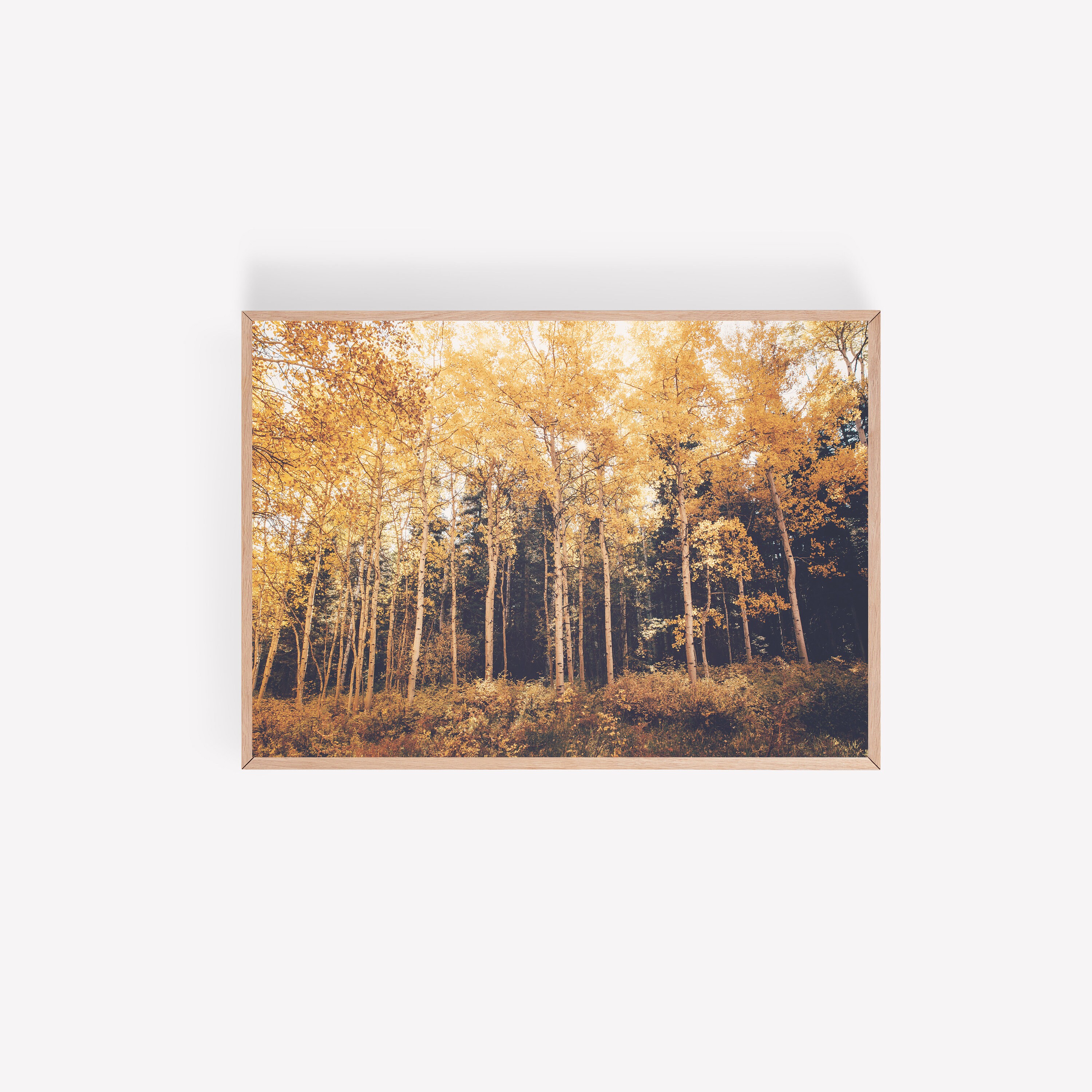 Printable Aspen Tree Photography, Aspen Trees Digital Download, Golden ...